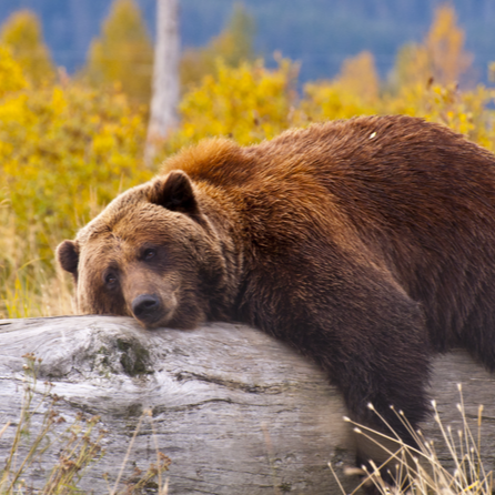 NRCME Plus: Examiner Training System for DOT Physicals Seminar for ...